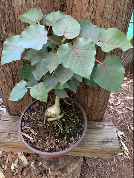 LIVE PLANT 2ft Ficus petiolaris Petiolate - Baja California rock fig ...
