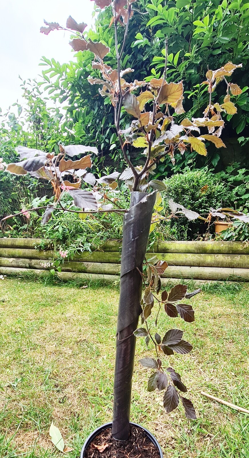 Spiral Rabbit Guards for plant protection - just choose how many you ...