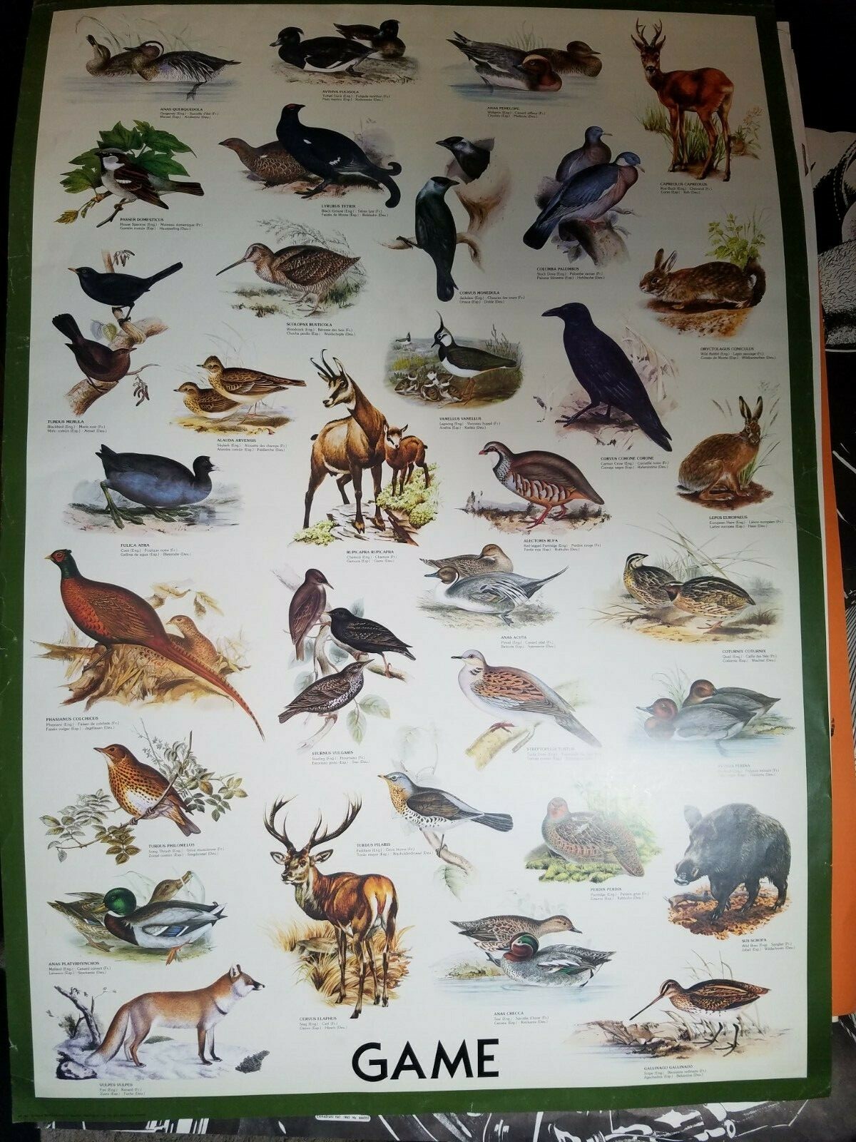 WILDLIFE GAME VINTAGE POSTER Printed in Italy By Arti Grafiche Ricordi ...