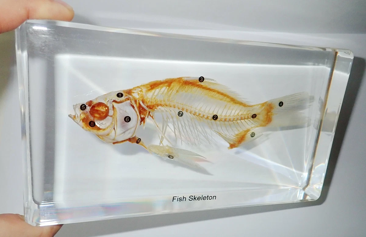Goldfish Skeleton