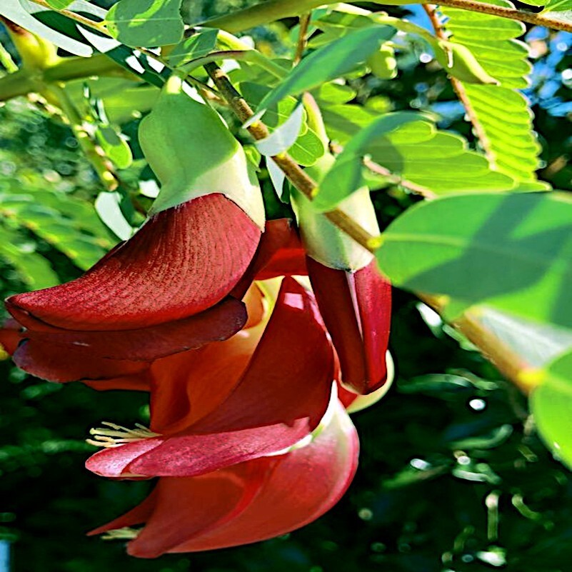 20 Hummingbird Tree Seeds (Sesbania grandiflora) "Agati" Flower Plant ...