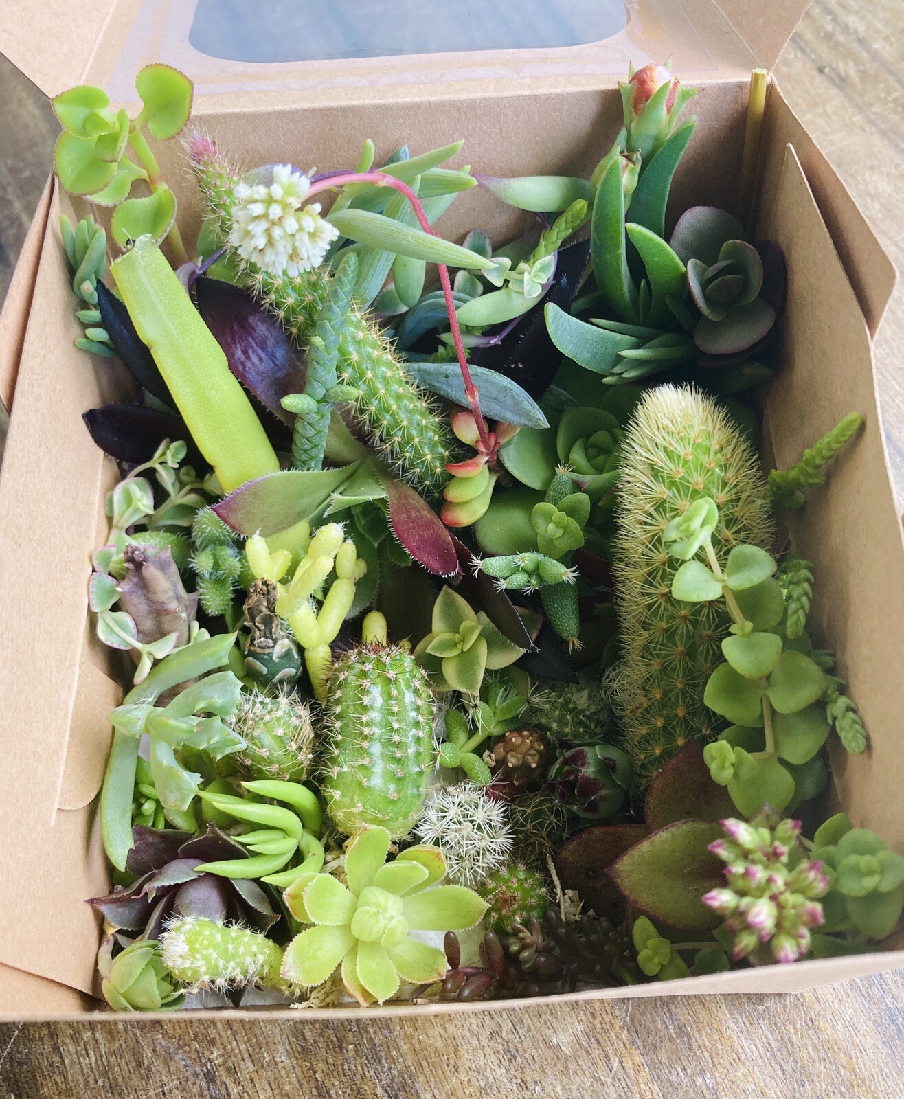 Cacti Cuttings Cactus Succulent Collectors Echinopsis Euphorbia Pack Special | eBay