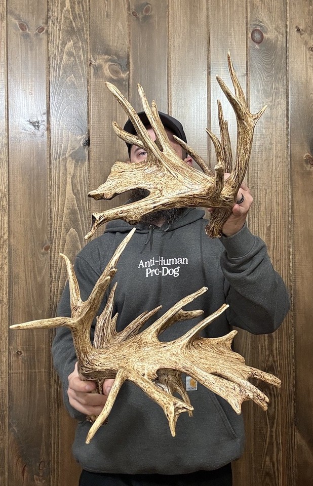 Dark Palmated 252” Whitetail Shed 31pt Antler Horn Deer Mount Taxidermy ...