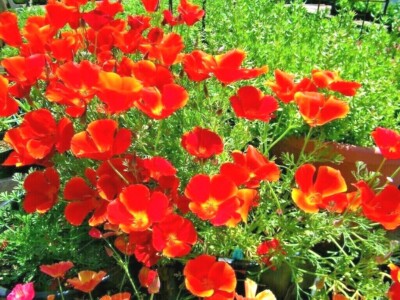 500+RED CHIEF CALIFORNIA POPPY Flower Seeds Native Wildflower Garden ...