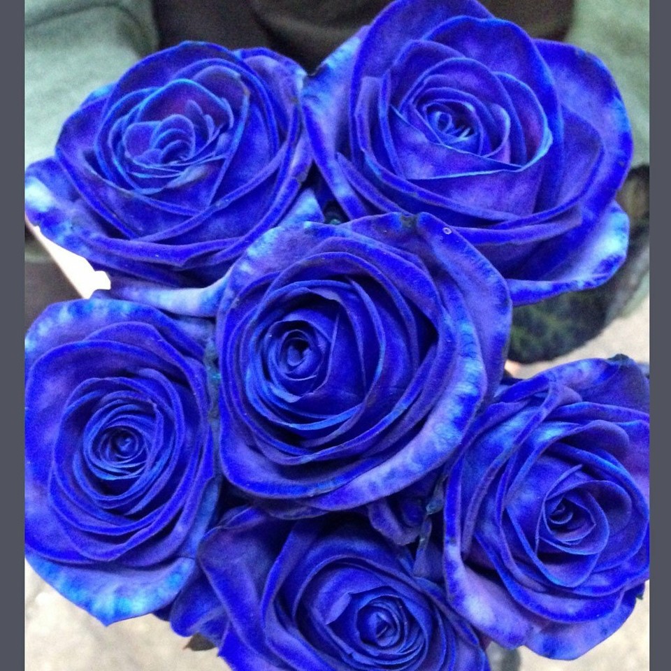 Blue Rose Flower Garden Plant Viable Seeds - UK Stock - FREE Postage ...