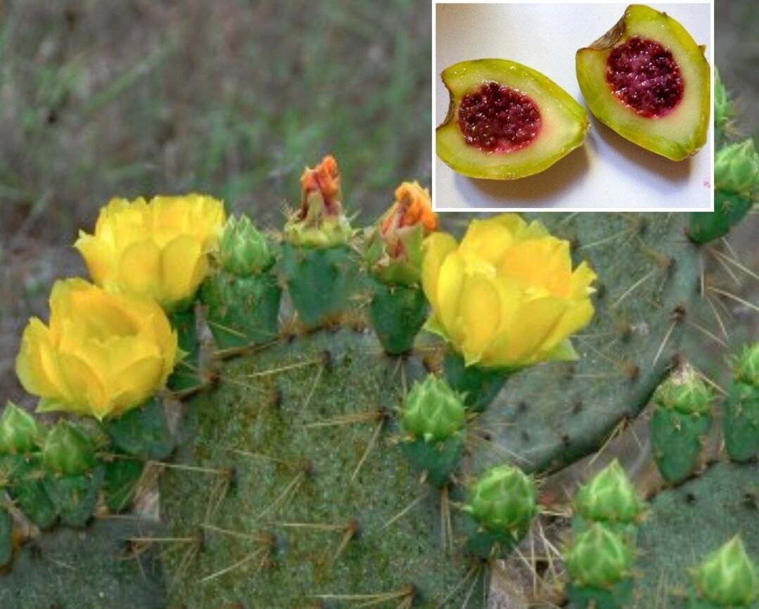 10+ Xoconostle (Opuntia matudae) RARE Sour Prickly Pear Cactus Nopal ...