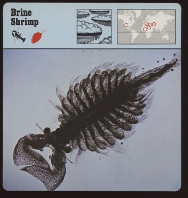 Brine Shrimp Safari Cards Rencontre Arthropods | eBay