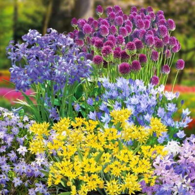 300 Hardy Bulbs for Borders & Pots - Fantastic Spring Flowering Bulb ...