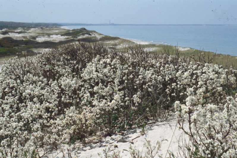 Beach Plum, Prunus maritima, Shrub Seeds (Showy, Edible, Hardy, Fast ...