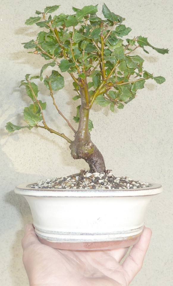 Coast Live Oak Bonsai Shohin Dwarf Fat Trunk Nice Nebari Quercus ...