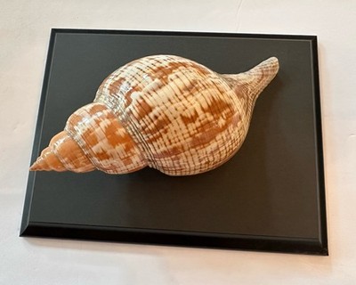 Rare 8” Large Size Mounted True Tulip Shell: USA Fasciolaria Tulipa ...