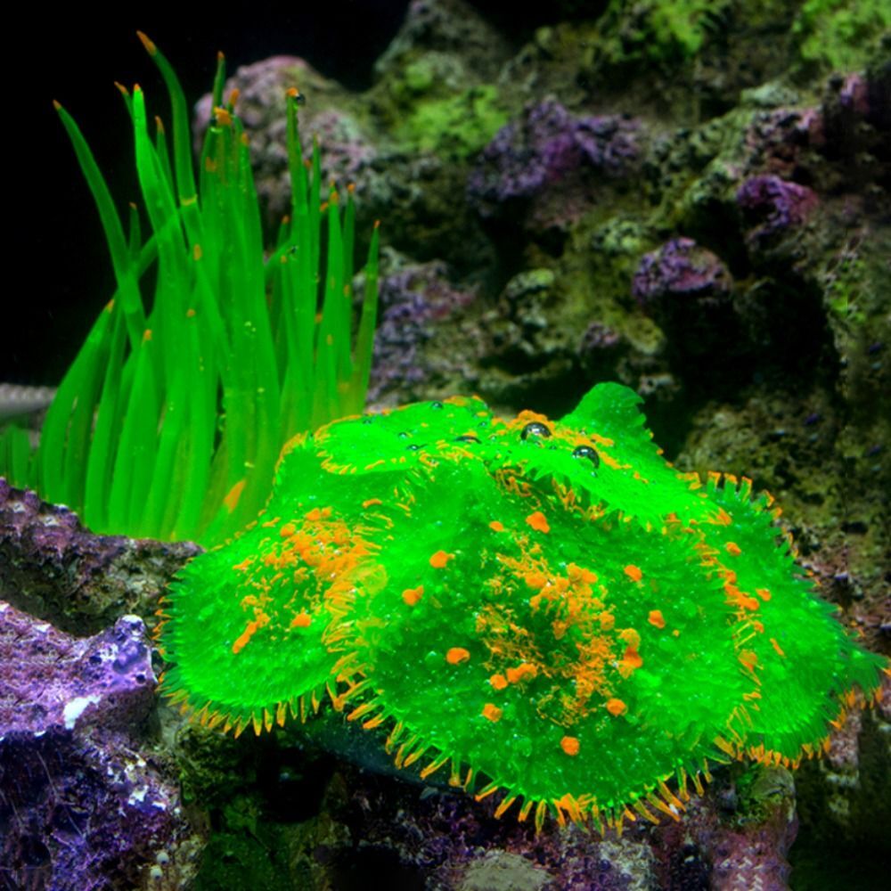 Most Beautiful Coral For Aquarium Reefkeeping Magazine Tank Of The