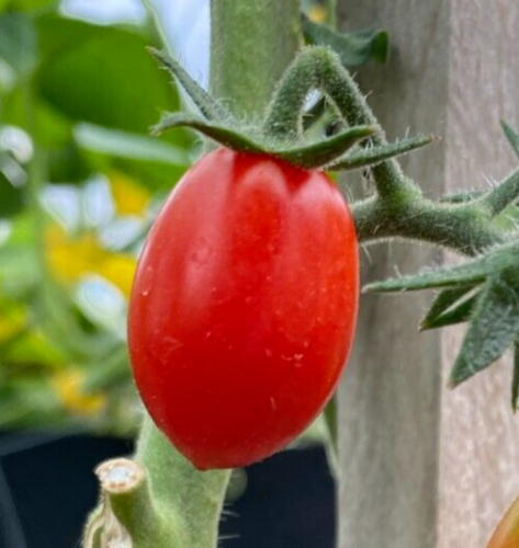 Cherry Roma Tomatoes - 30 Seeds - Heirloom Organic Tasmanian Grown ...