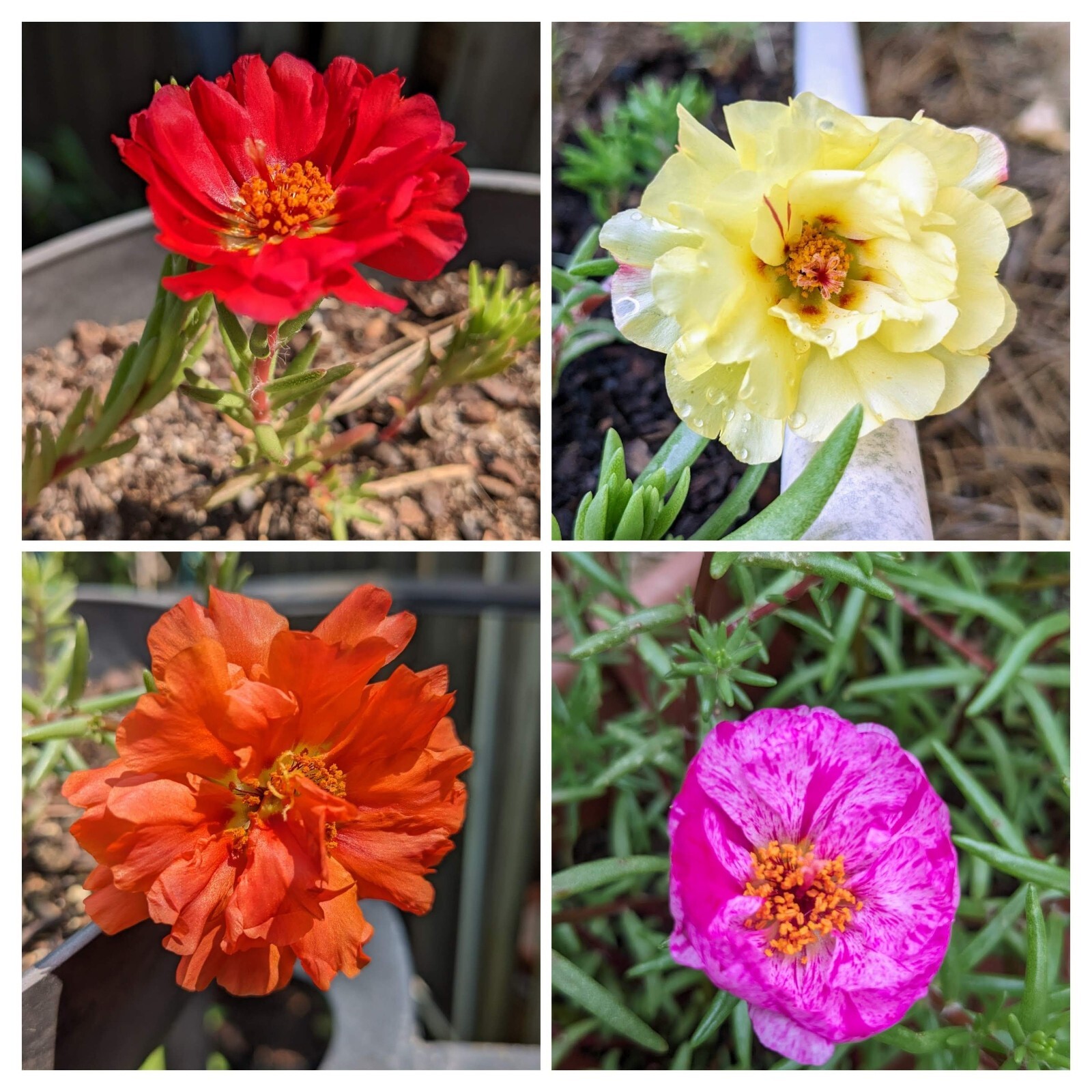 1000+ Moss Rose Double Mix Portulaca grandiflora button rose 150mg ...