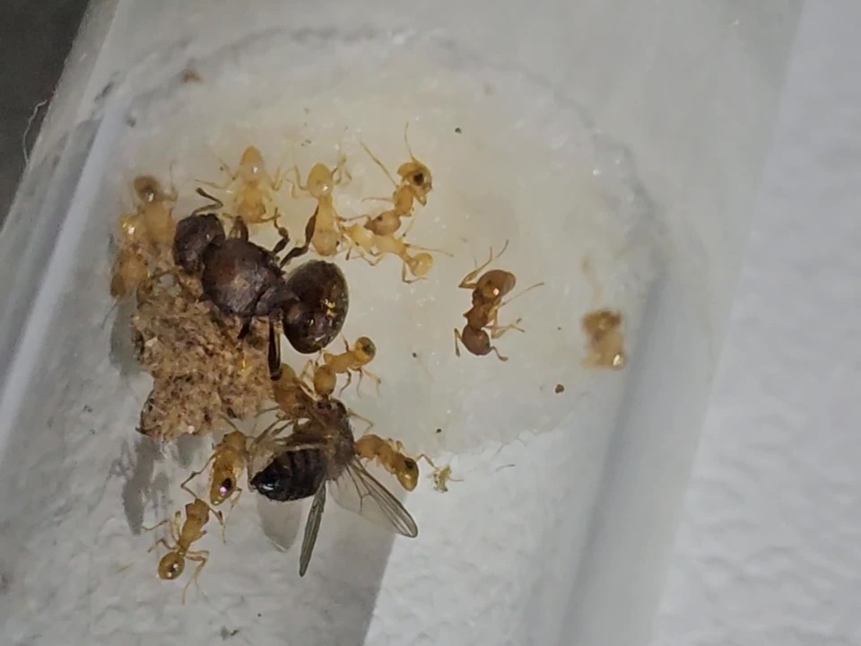 Exotic Electric Queen Ant with brood&workers -Clear Test Tube with ...