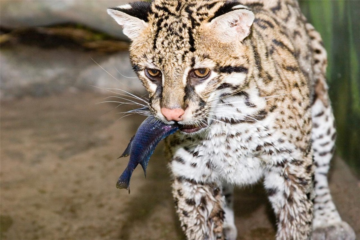 Ocelot Eating Fish
