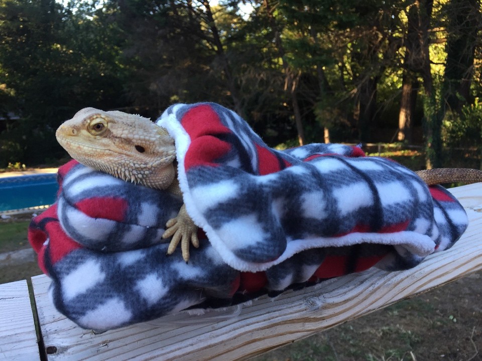 PLAID PRINT DESIGN1 LRG BED SOFTCOVERS SET/ NO ATTACH FRAME BED 4 ...