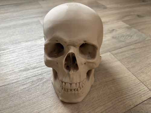 Anatomically Correct Full Size Human Skull - 3D Printed | eBay UK