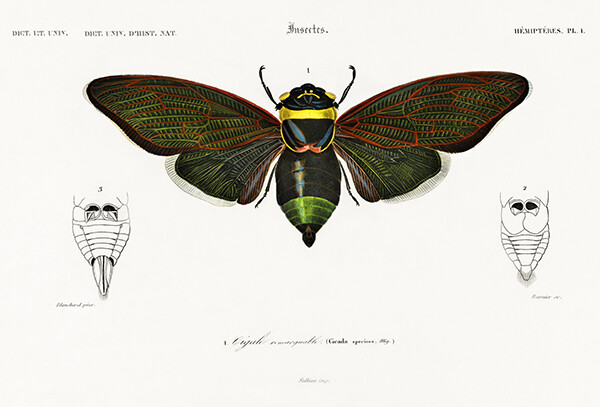 Vintage Cicada Illustration Vintage Cicada Vector Vector Images