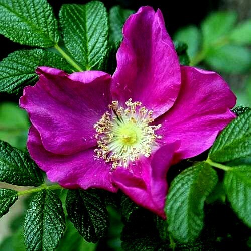 JAPANESE RED ROSE BUSH FLOWER SEEDS Rosa Rugosa Rubra Garden Hardy ...
