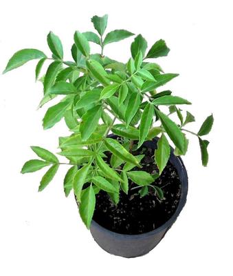 BLACK ELDERBERRY MARCOT GROWN FRUIT TREE QUICK TO FRUIT LIKE A GRAFTED ...