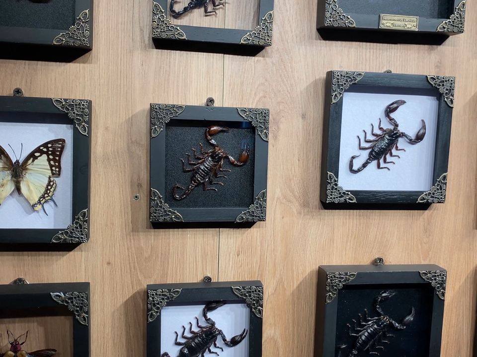 Real Framed Scorpion Gothic Wall Decor Shadow Box Taxidermy Father's ...