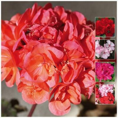 GERANIUM Pluto Hybrids Mix x10 Seeds. Heavy flowering premium hybrid ...