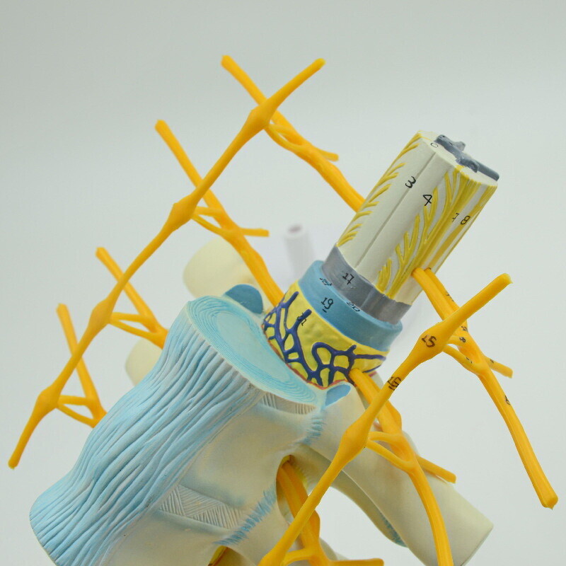 2x Enlarge Spinal Nerve Spinal Cord sympathetic nerve Medical ...