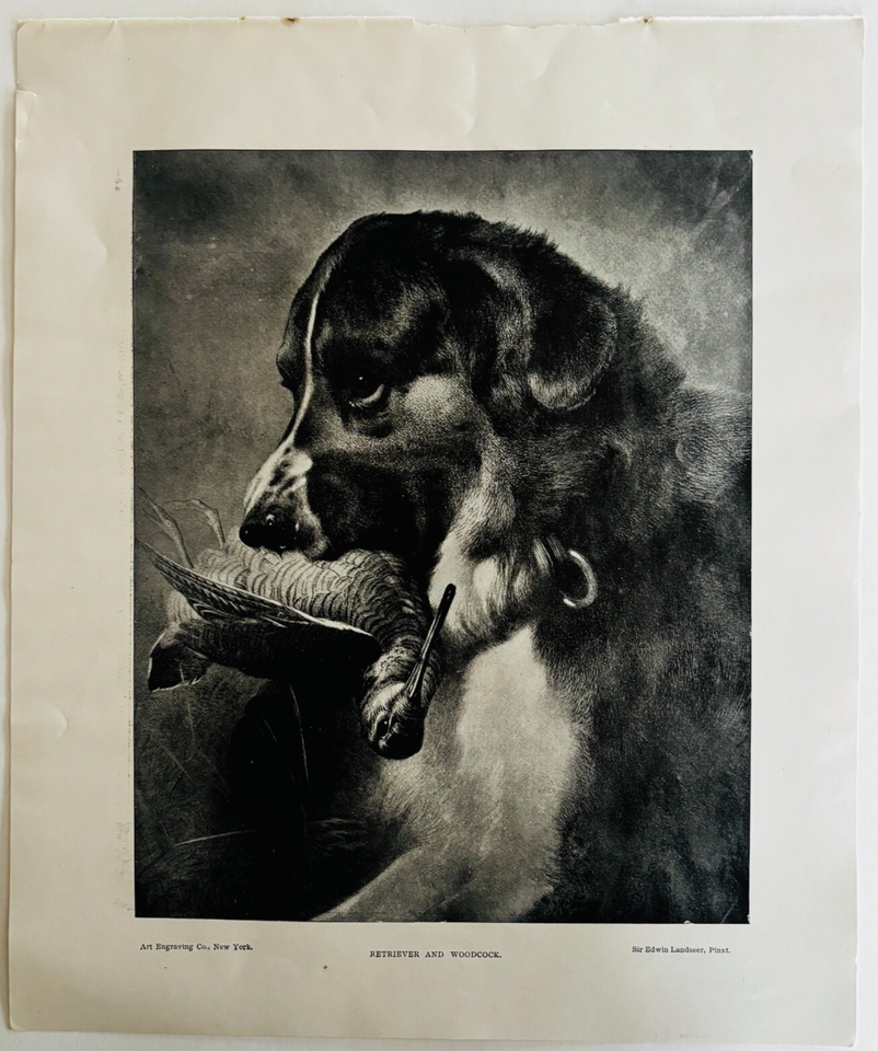 1894 Retriever & Woodcock Sir Edwin Landseer Plate Print Victorian Art ...