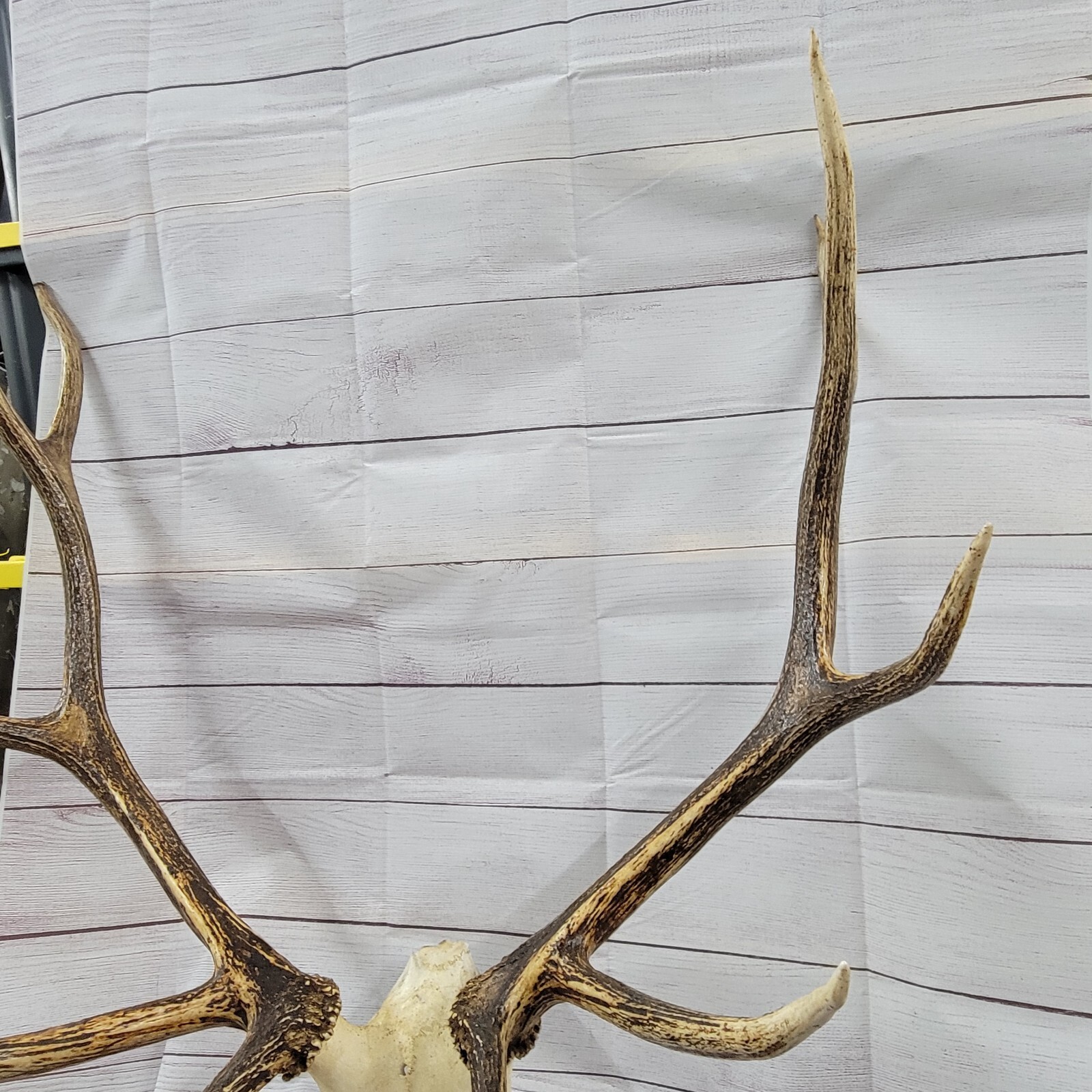 Elk (reindeer) Skull cap mount 5x5 31" Wide 28" tall Montana deer | eBay