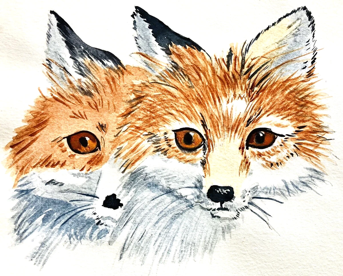 Red Fox Animal Drawing
