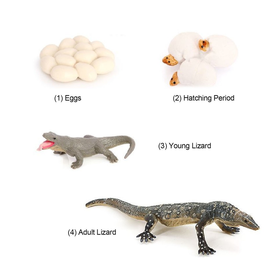 4x Lizard Life Cycle Toy PVC Realistic Educational Reptile Animal ...