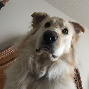 Chester The Dog Cards | eBay Stores