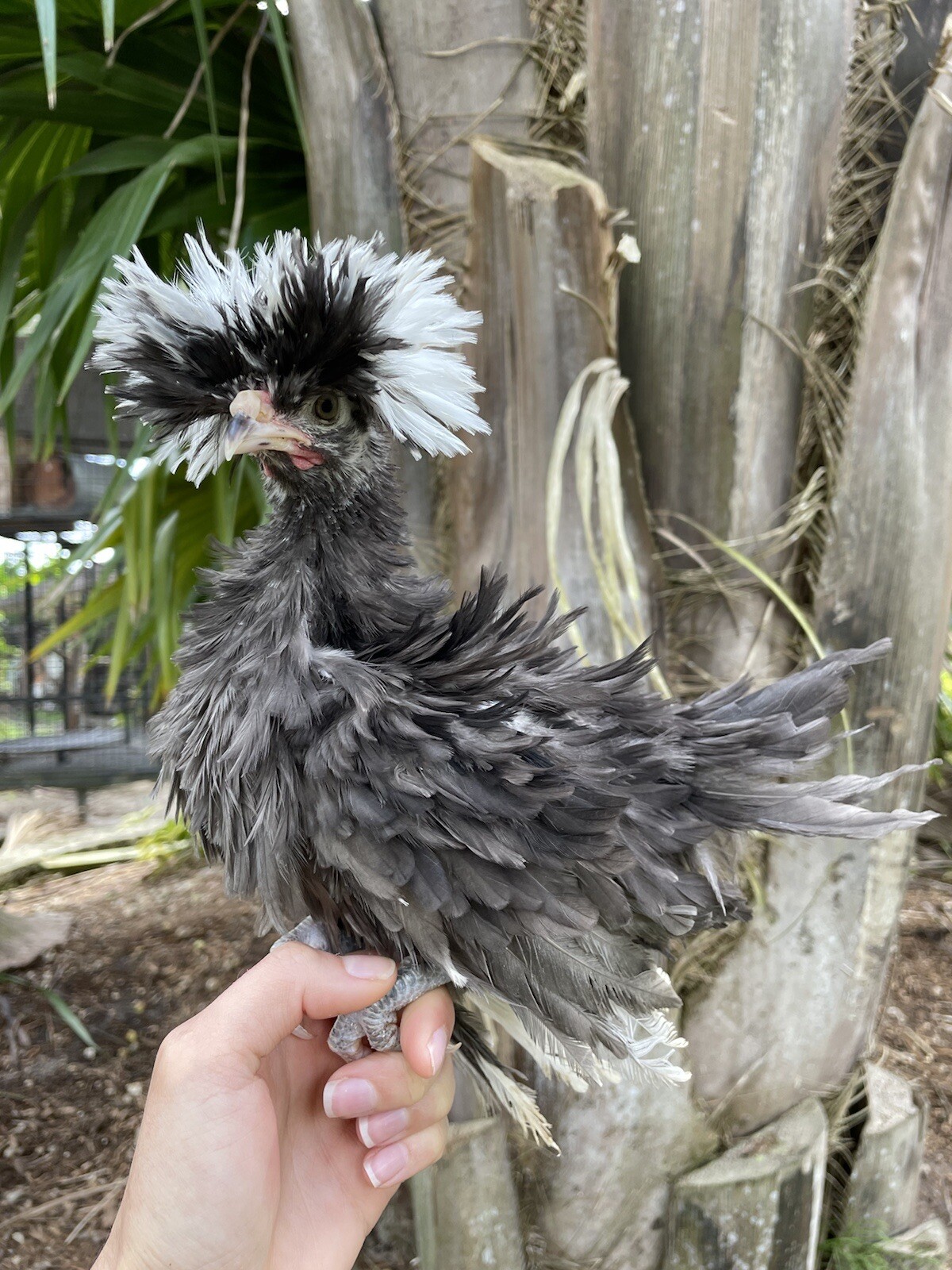 6 Rare Crested / Top Hat Chicken Hatching Egg Assortment, Shipped in ...