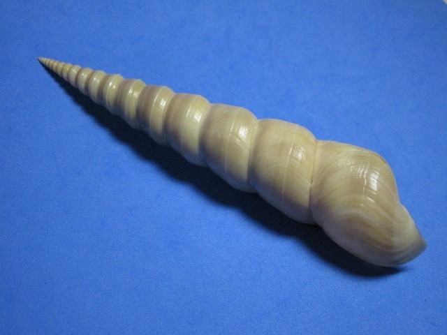 Turritella bacillum (Kiener, 1844) "DIFFICULT TURRET!" (153.1mm) | eBay