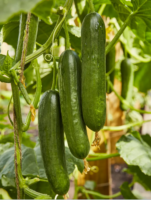 New 2025 Cucumber / Keera - 25 seeds per packet -Free shipping | eBay