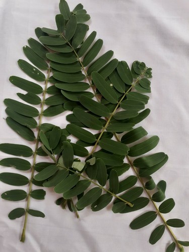 Dried Kathurumurunga Leaves Sesbania Grandiflora Hummingbird Leaves for ...