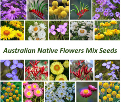 All Year Round AUSTRALIAN NATIVE FLOWER MIX SEEDS Australian Wild ...