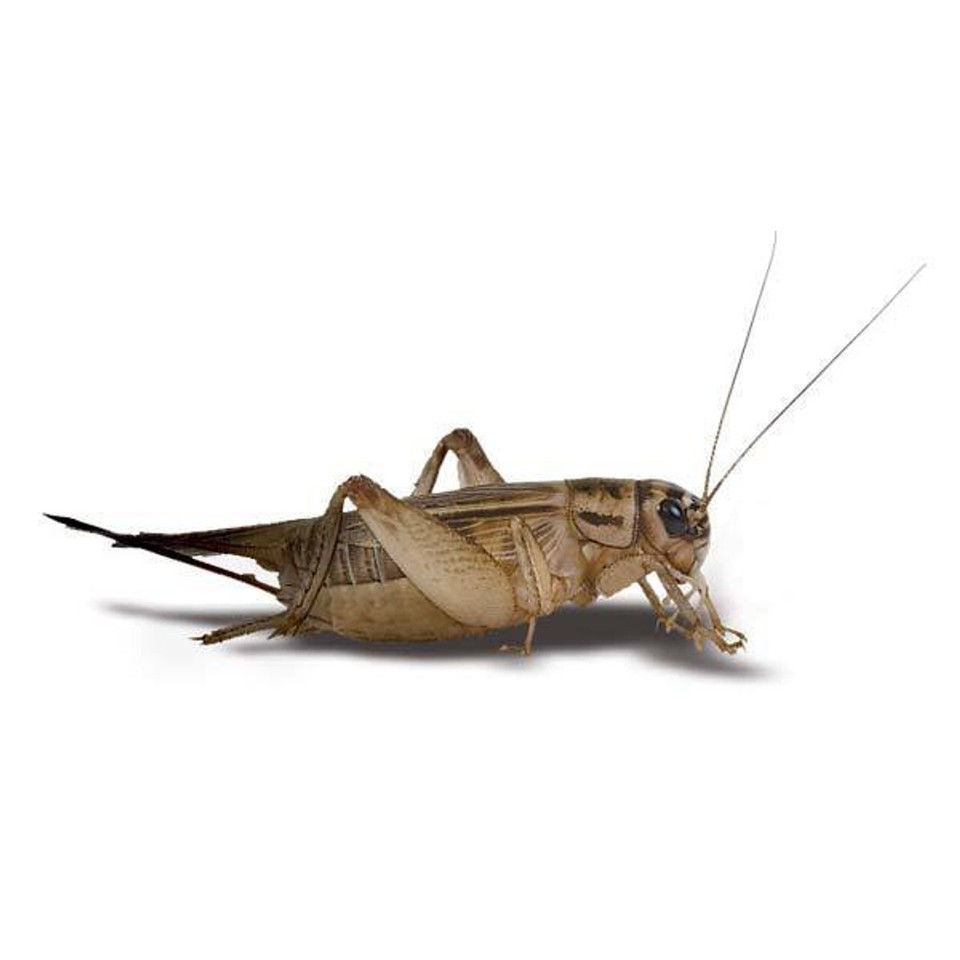 Live Crickets Pet Reptile Feeders - Bearded Dragon Lizard Living Bugs ...