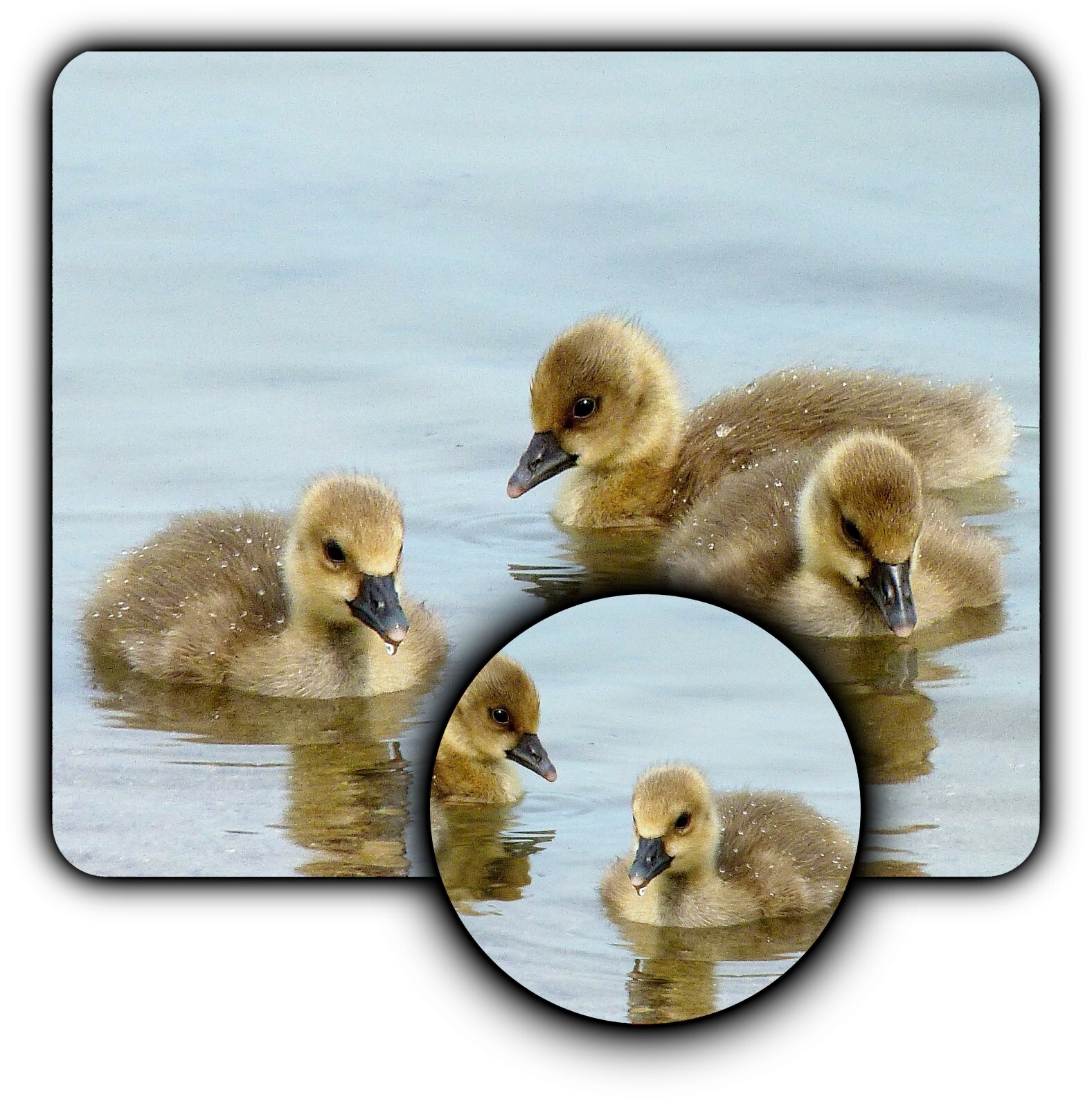 Goslings Geese Goose Water - Mouse Pad + Coaster - 1/4" Rubber Mat ...