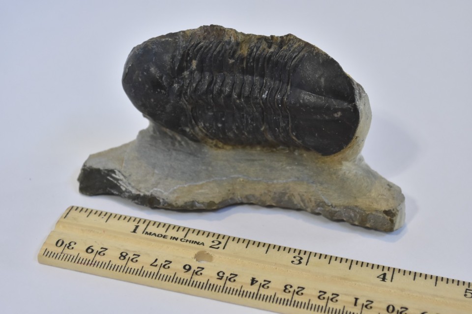 Trilobite Fossil – Extra Large 3" Specimen – Scutellidae Family ...