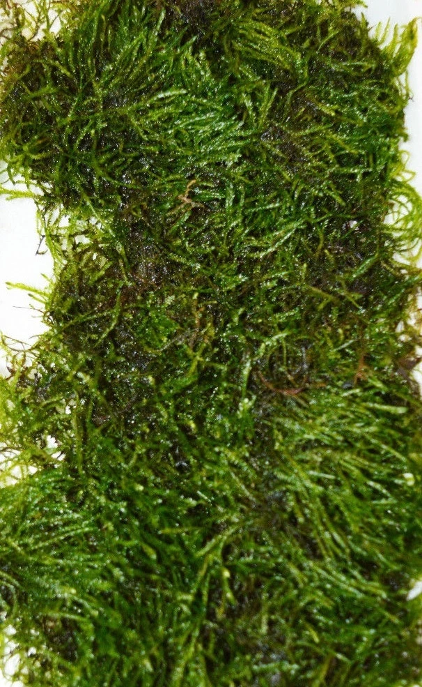Java Moss Carpet