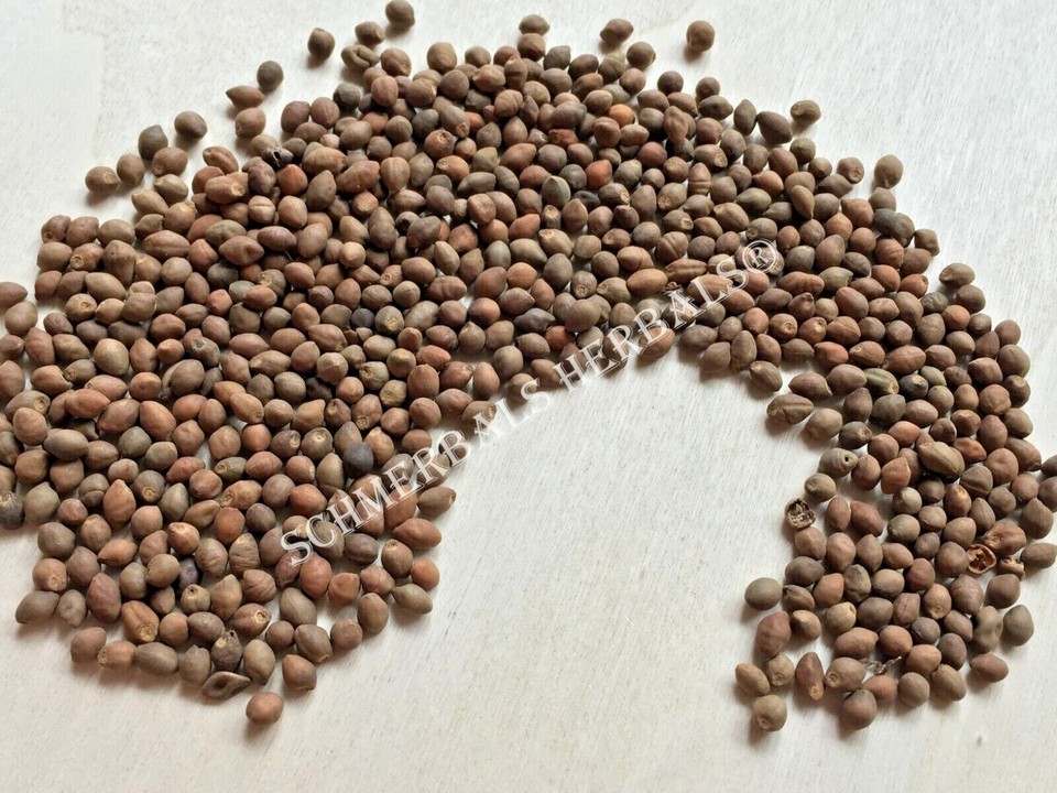 Rivea Corymbosa, All Natural Viable Untreated Seeds ~ Schmerbals ...