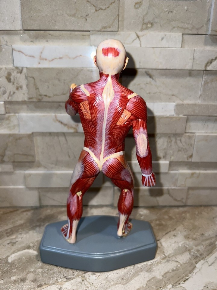 Human Muscle Model – 8 Inch Mini Muscle Figure Muscular System Model | eBay