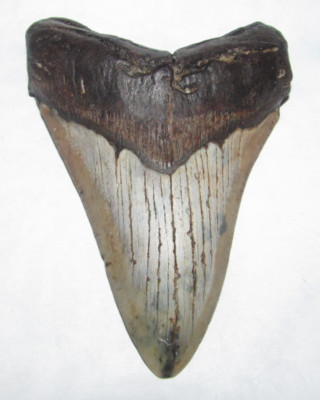Megalodon Shark Tooth Fossil 3.75", Very nice tooth, 100% Natural | eBay