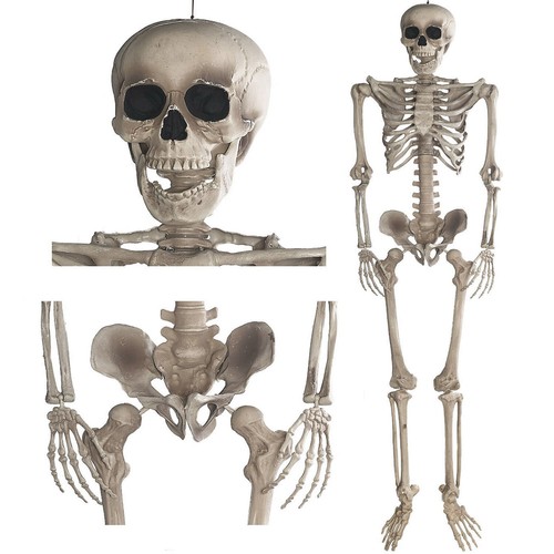 Grusel Pur: 160cm Halloween Skelett beweglich Anatomie Figur Deko ...