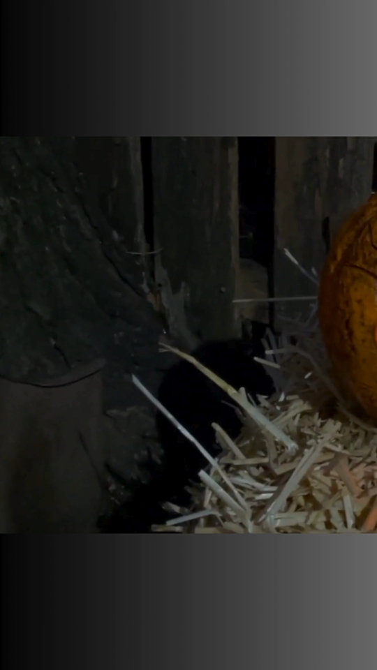 Rotten Flaming Pumpkin Timer LED Halloween Prop Light-Up Jack-O ...