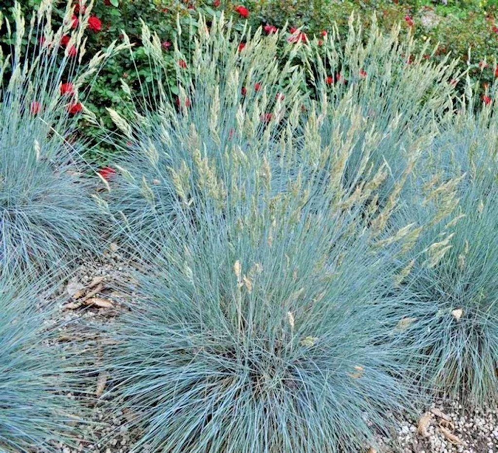 Blue Ornamental Grass