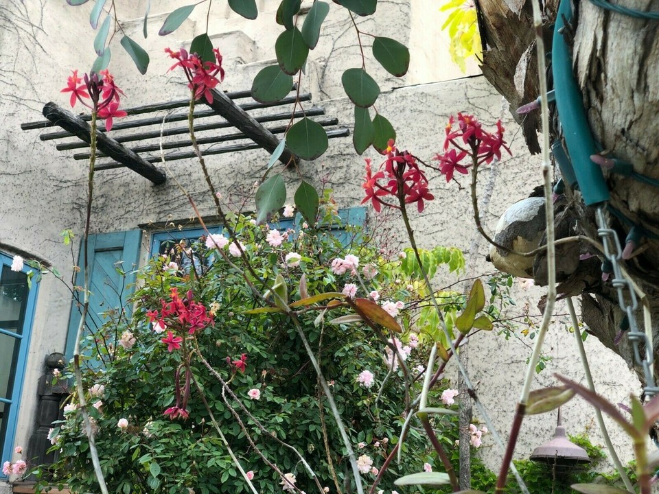 Red flowering epidendrum radicans 3 cuttings with roots | eBay