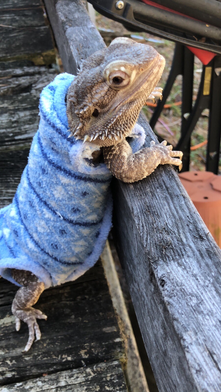 Bearded Dragon Blue